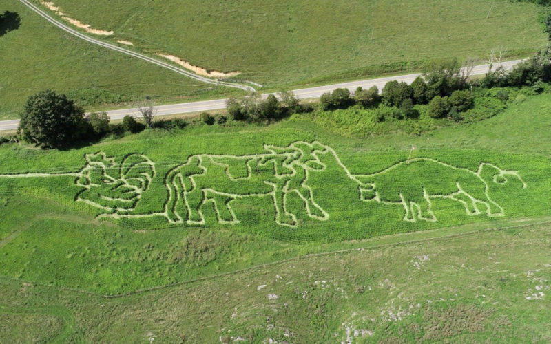 Gent Farm’s Corn Maze